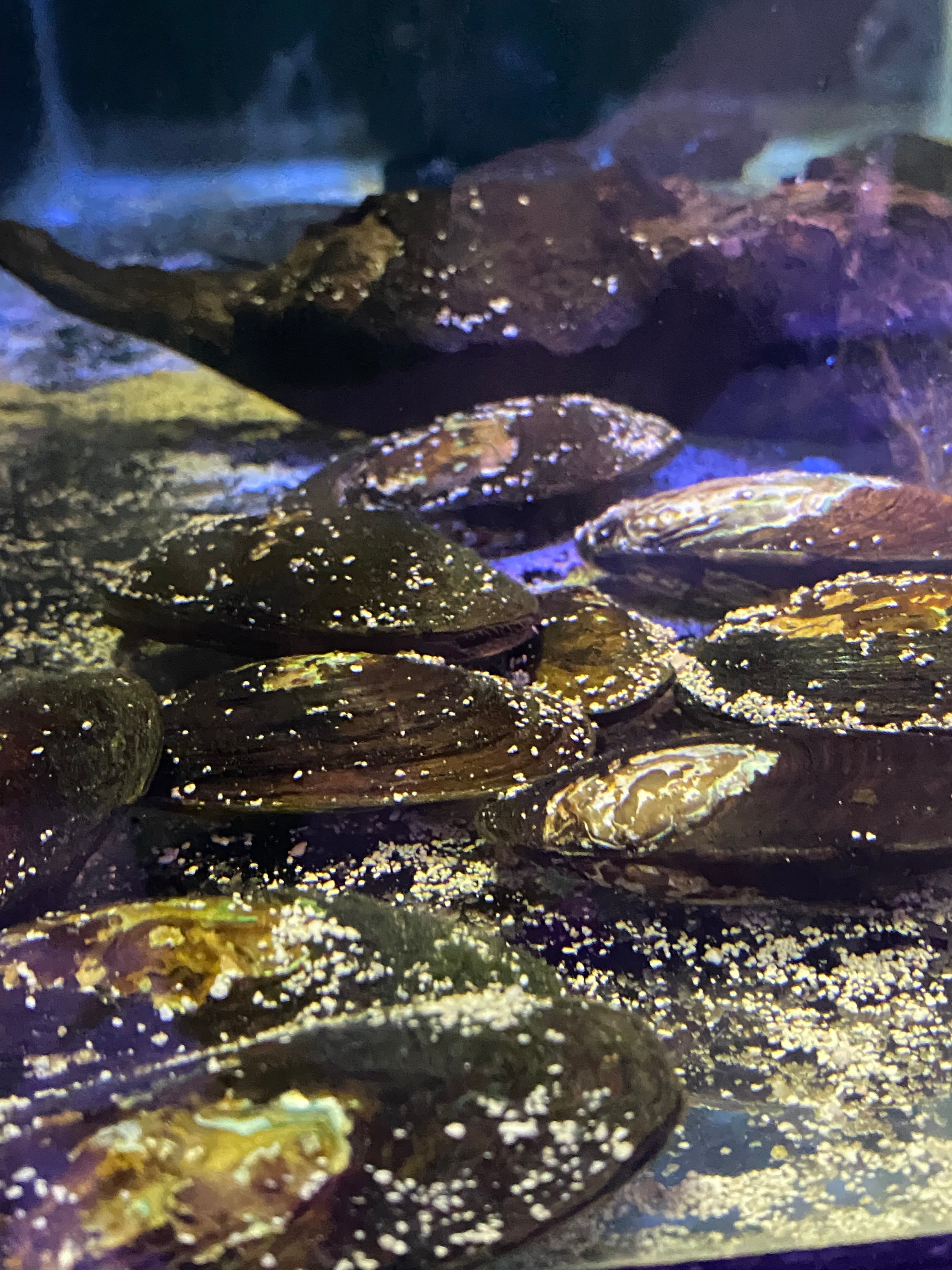 Freshwater Filter Feeder Clam | Blue Light Aquatics