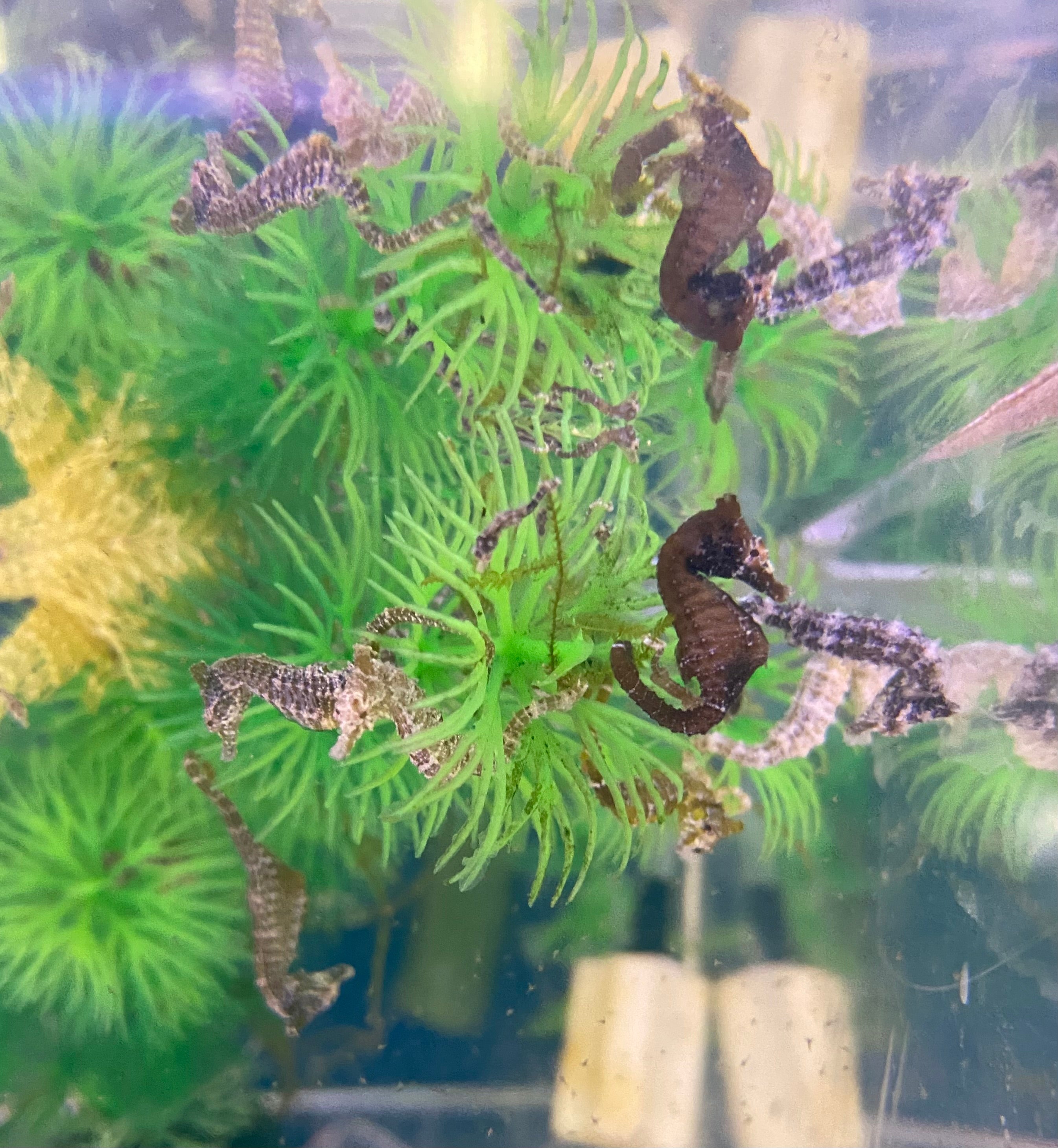 Dwarf Seahorse | Blue Light Aquatics