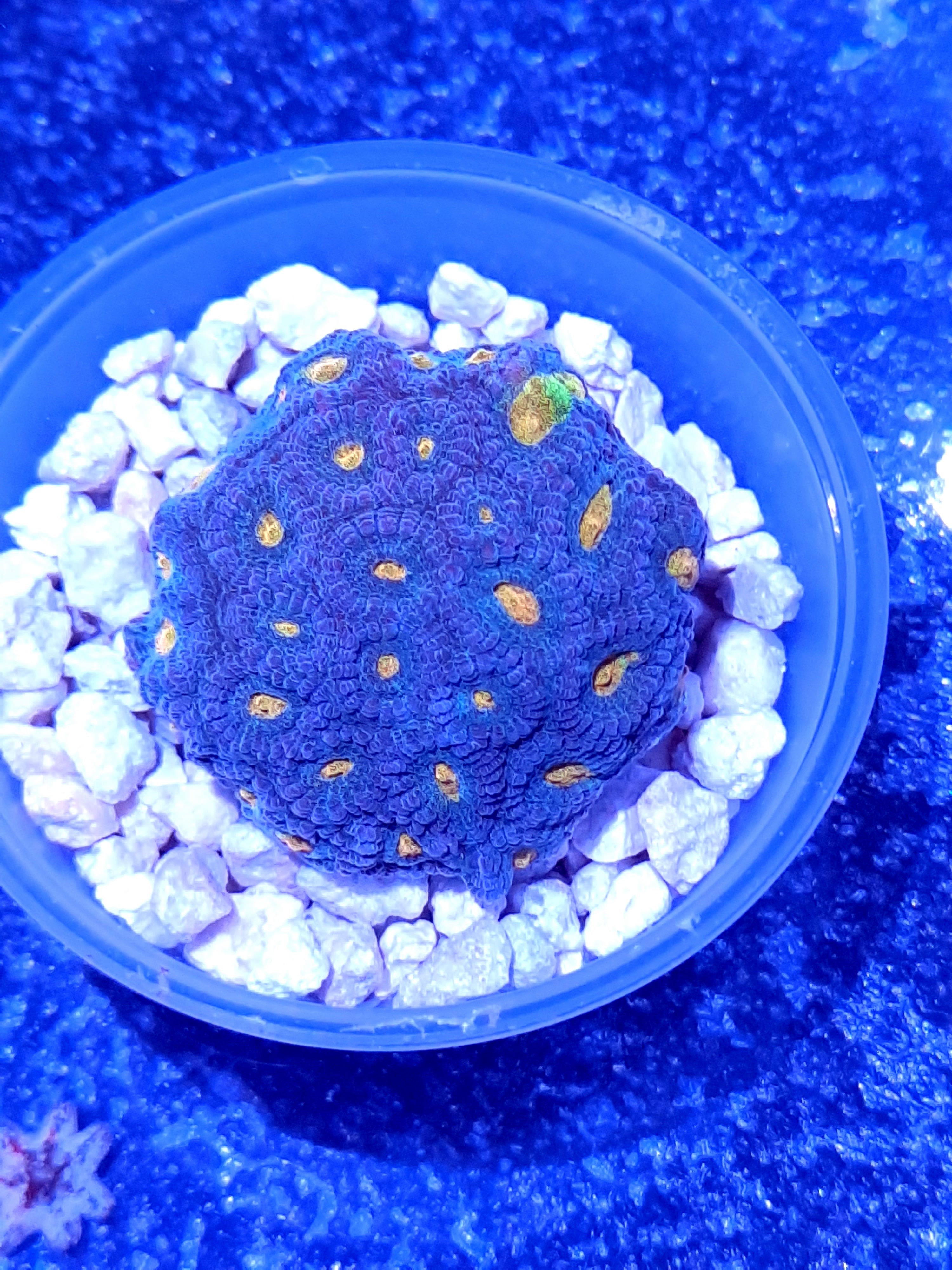 Red Blastos frag | Blue Light Aquatics