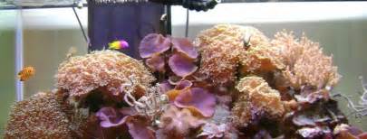 blue light aquatics saltwater pre mix | Blue Light Aquatics