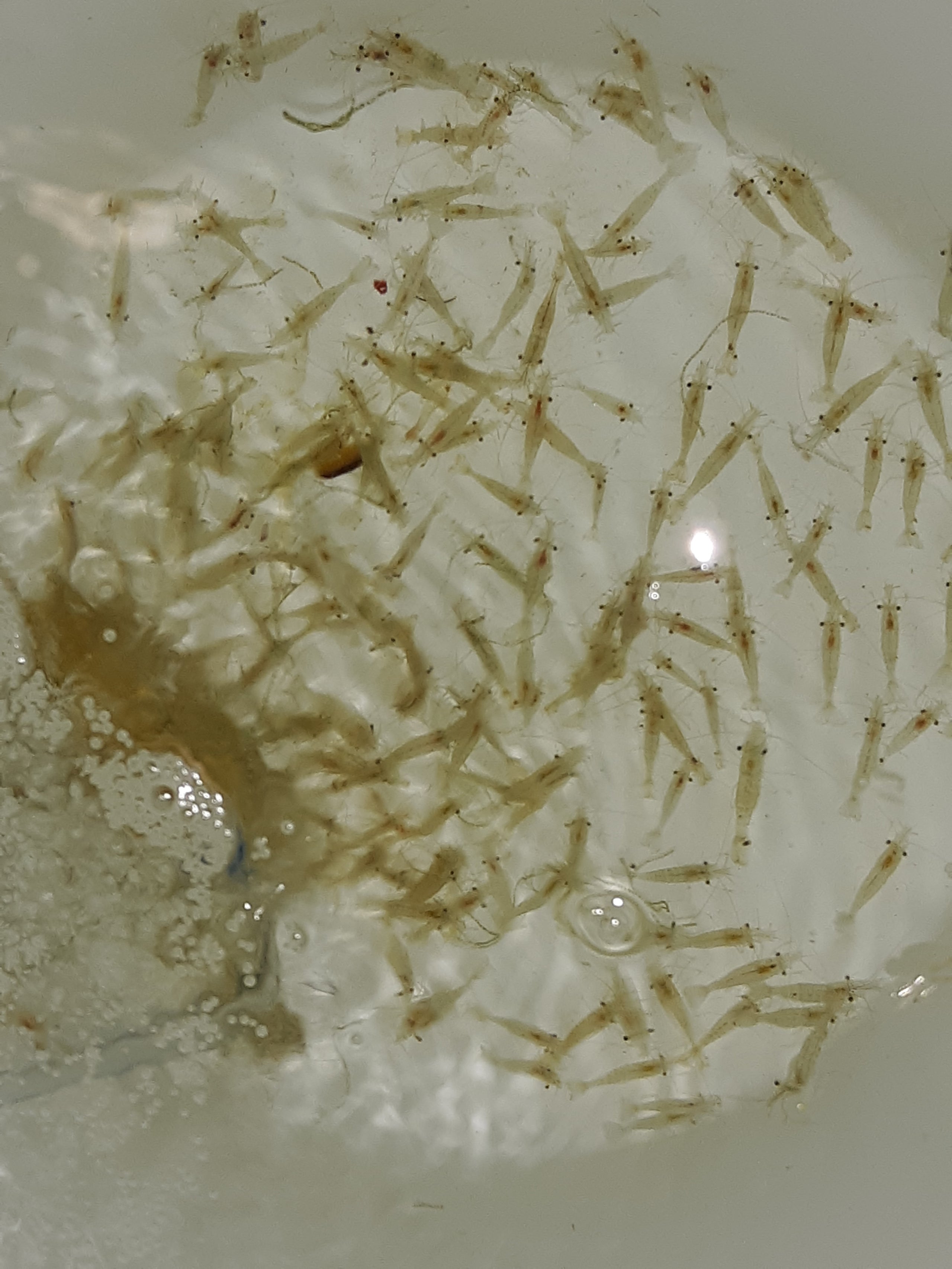 Live saltwater feeder ghost shrimp | Blue Light Aquatics